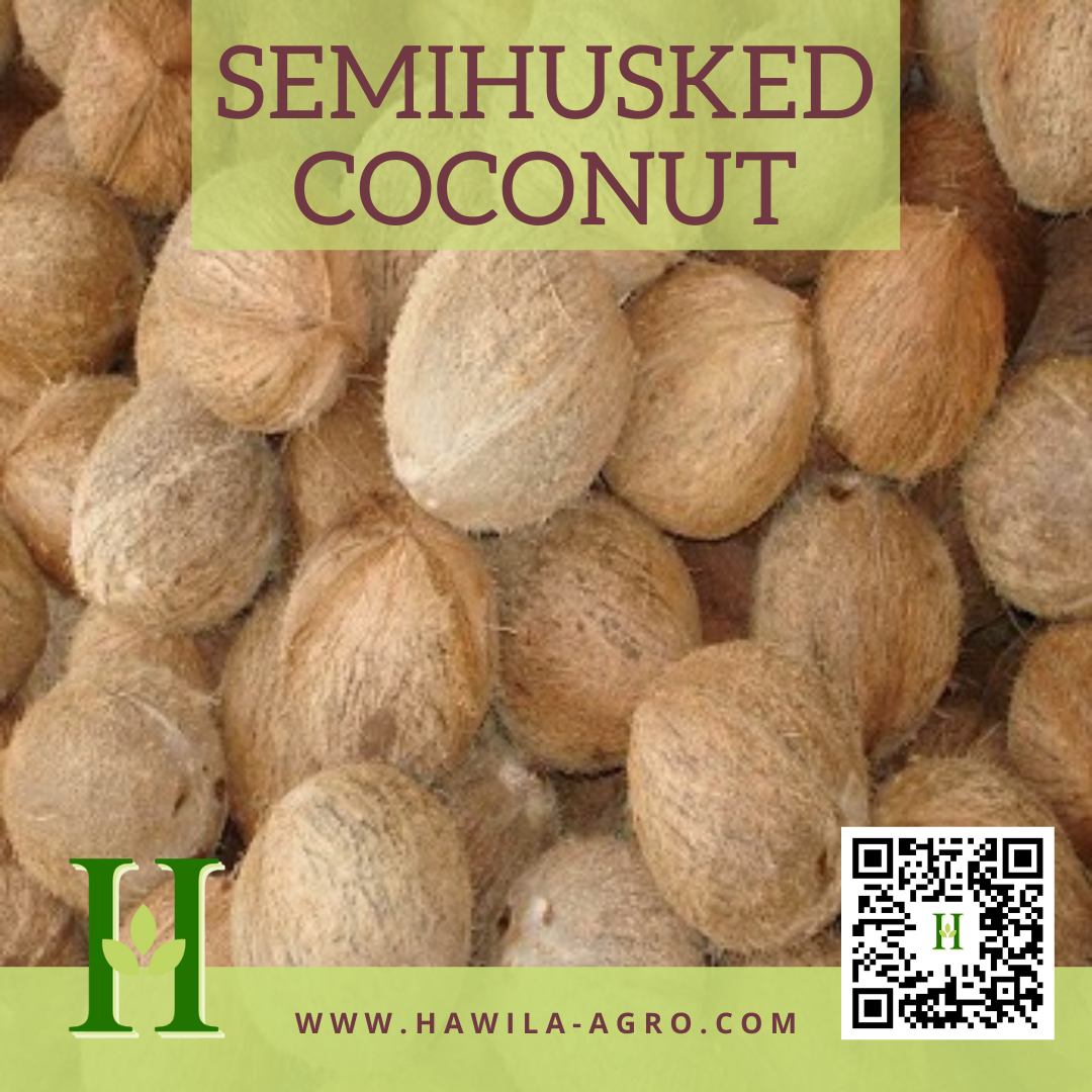 Semihusked Coconut / Husked Coconut / Peeled Old Coconut | Inaexport